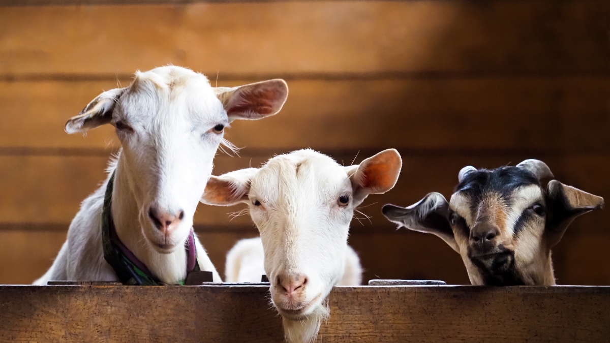Lait de chèvre et mouton: peuvent-ils être une alternative au lait de ...